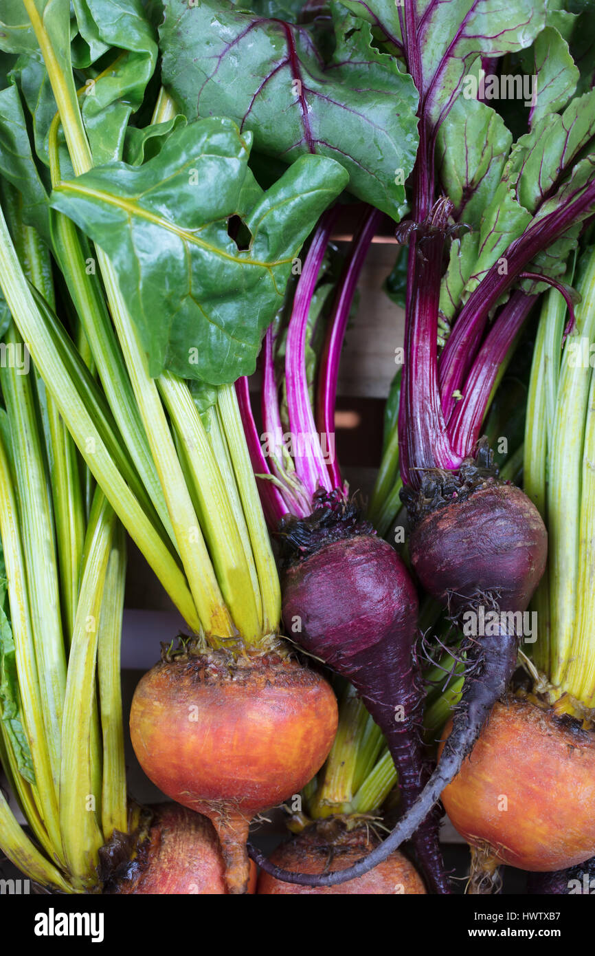 A bunch of golden and purple beets laying on a crate Stock Photo - Alamy