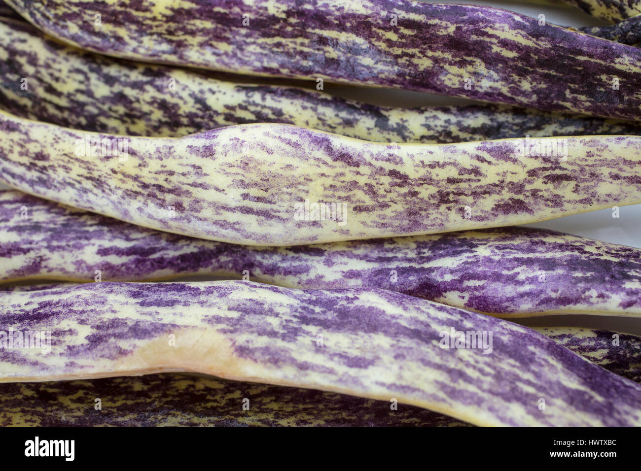 A colorful bunch of purple and white Dragon Tongue Beans laying on a ...