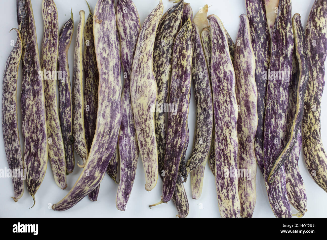 A colorful bunch of purple and white Dragon Tongue Beans laying on a ...