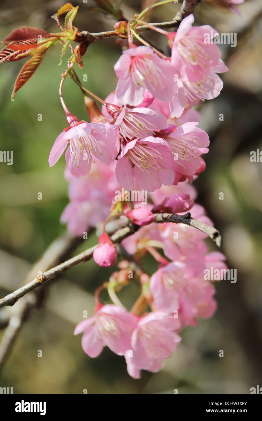 Wild Himalayan Cherry Flower in Chiang Mai, Thailand Stock Photo - Alamy