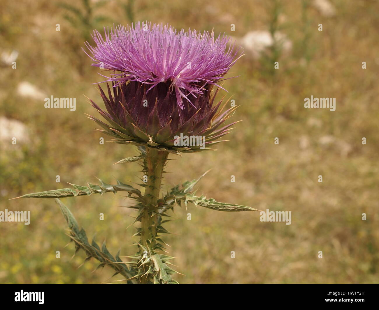 Greenery in jordan hi-res stock photography and images - Alamy
