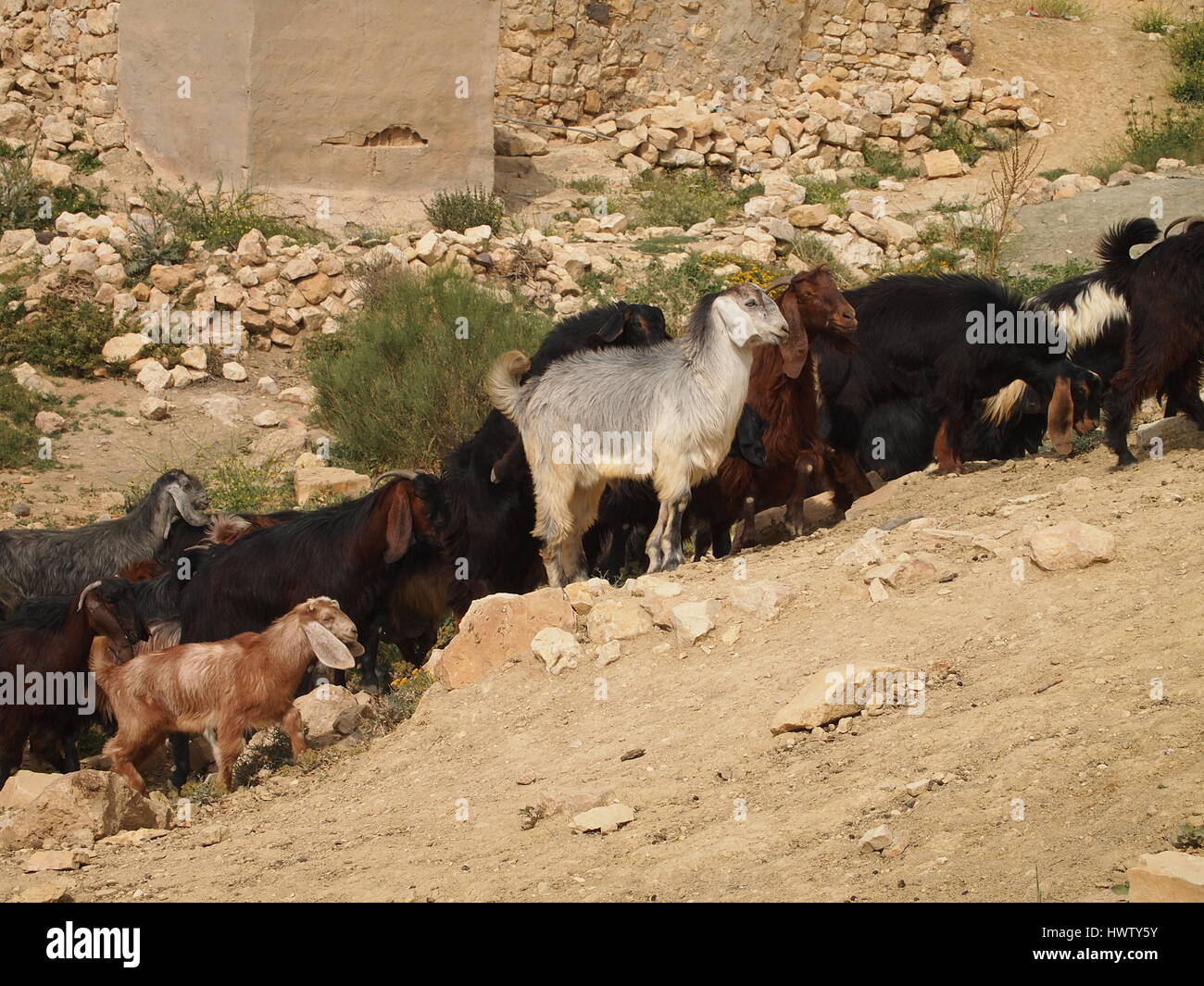 Village Dana in Jordan. Young boy, shepherd has goats on sandy hill ...