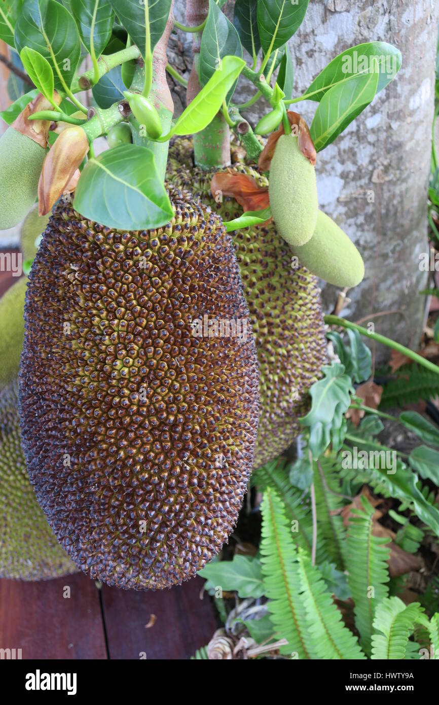 Largest tree borne fruit hi-res stock photography and images - Alamy
