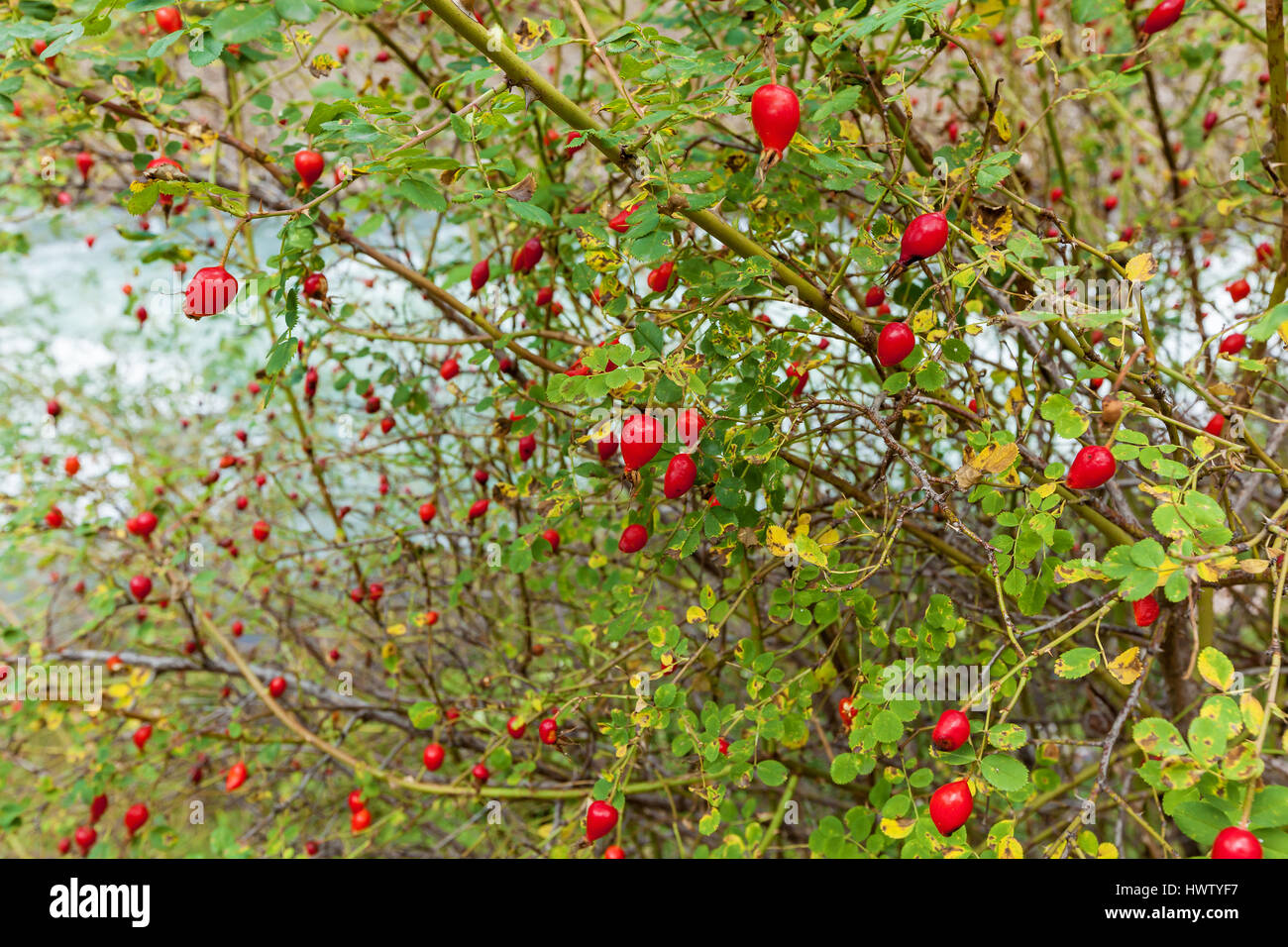 bush of brier with ripe red berries Stock Photo - Alamy