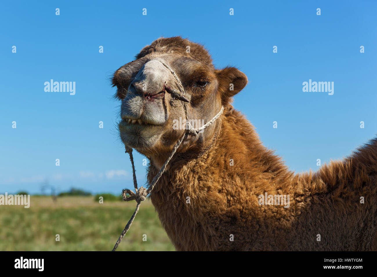 Muzzle of camel, a camel chews a grass.Sharp stick with a rope in the ...