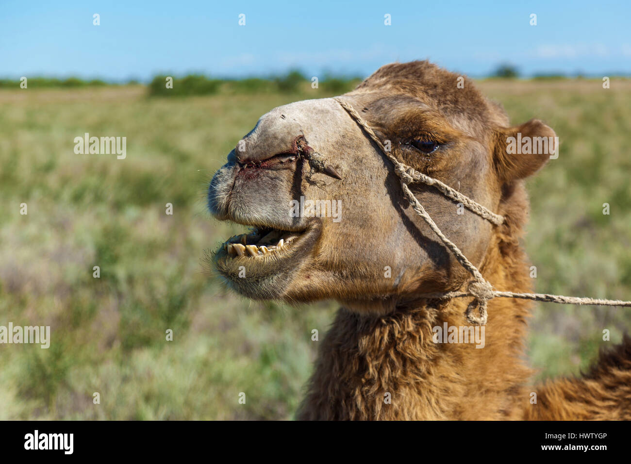 Cute camel colt hi-res stock photography and images - Alamy