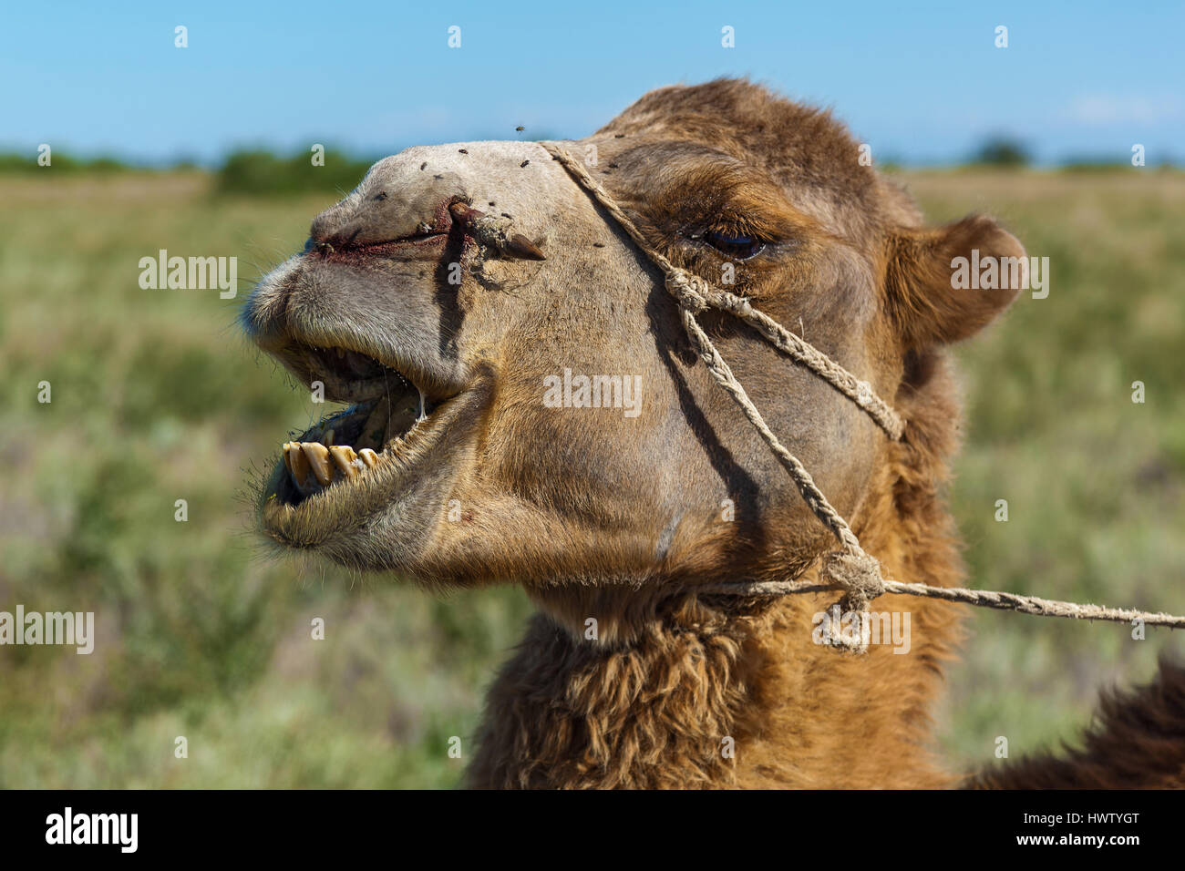 Muzzle of camel, a camel chews a grass.Sharp stick with a rope in the ...