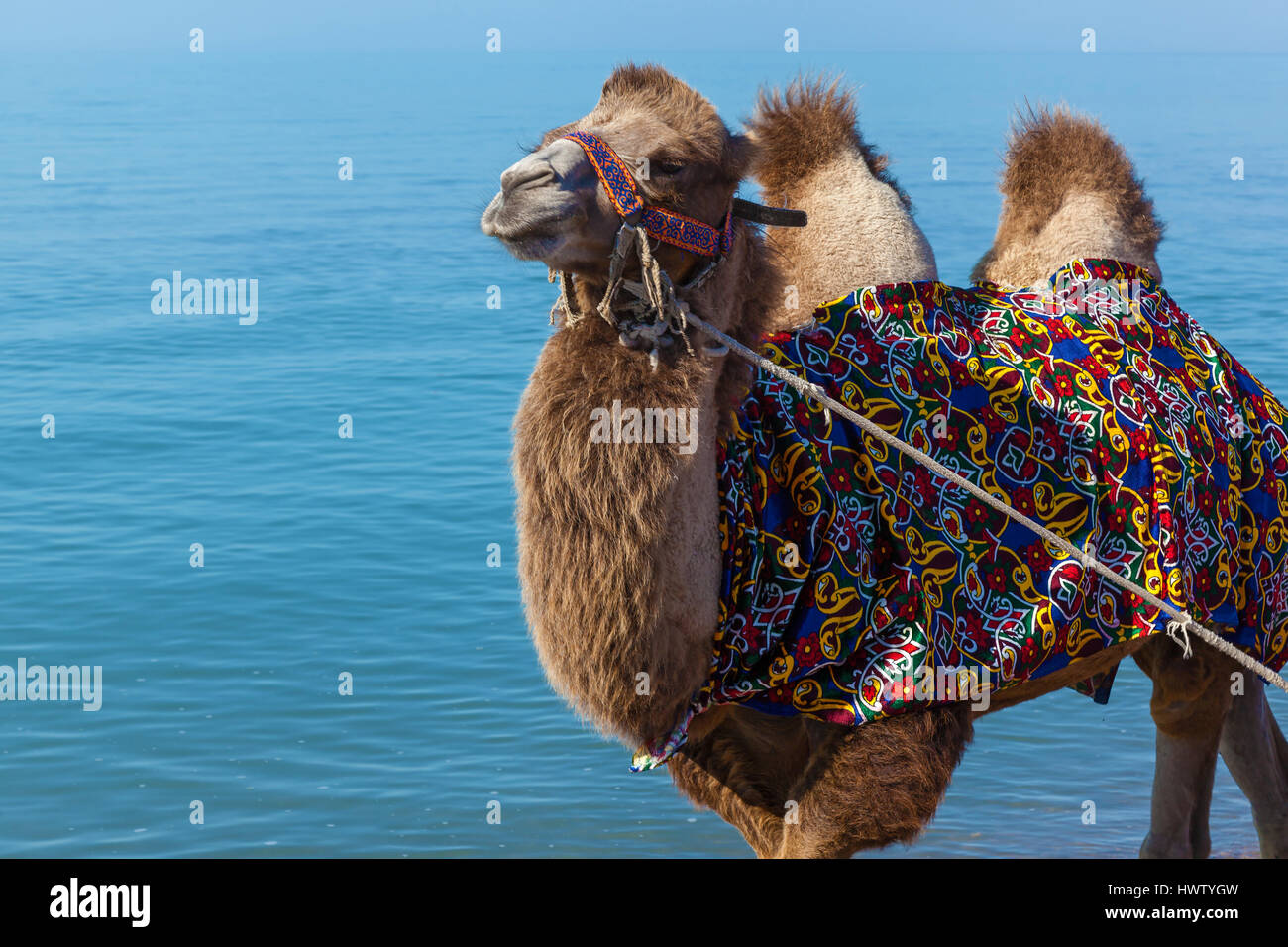 Сamel goes on a beach, a camel is in a national maid Stock Photo - Alamy