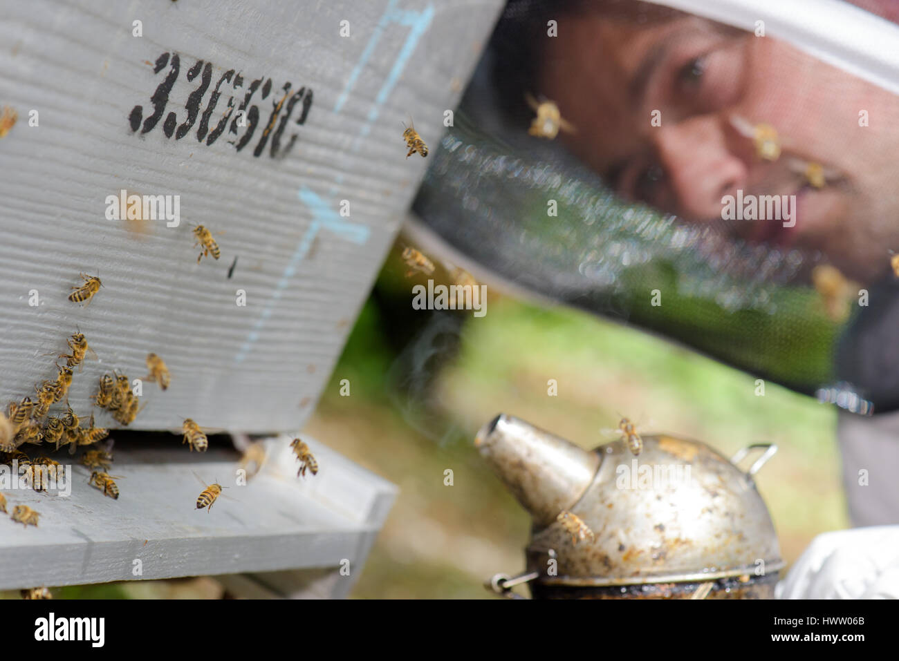 smoking the bees Stock Photo - Alamy