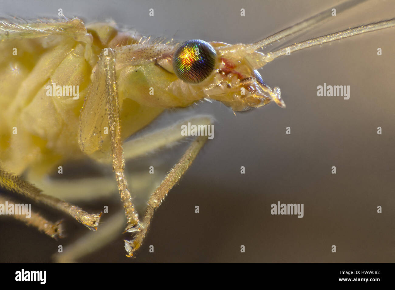 macro shot showing the head of a green lacewing Stock Photo - Alamy