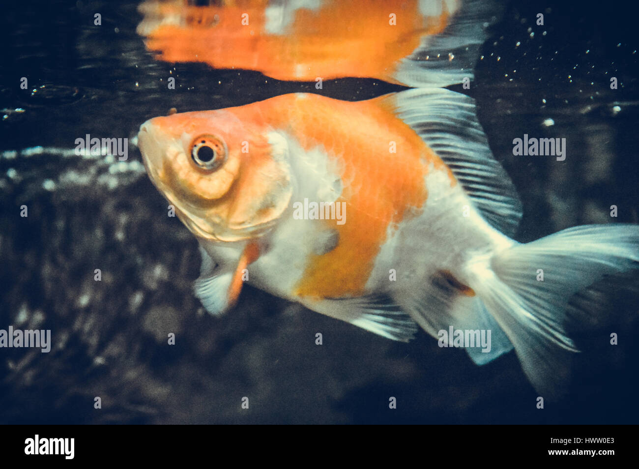 small white orange fish Stock Photo - Alamy
