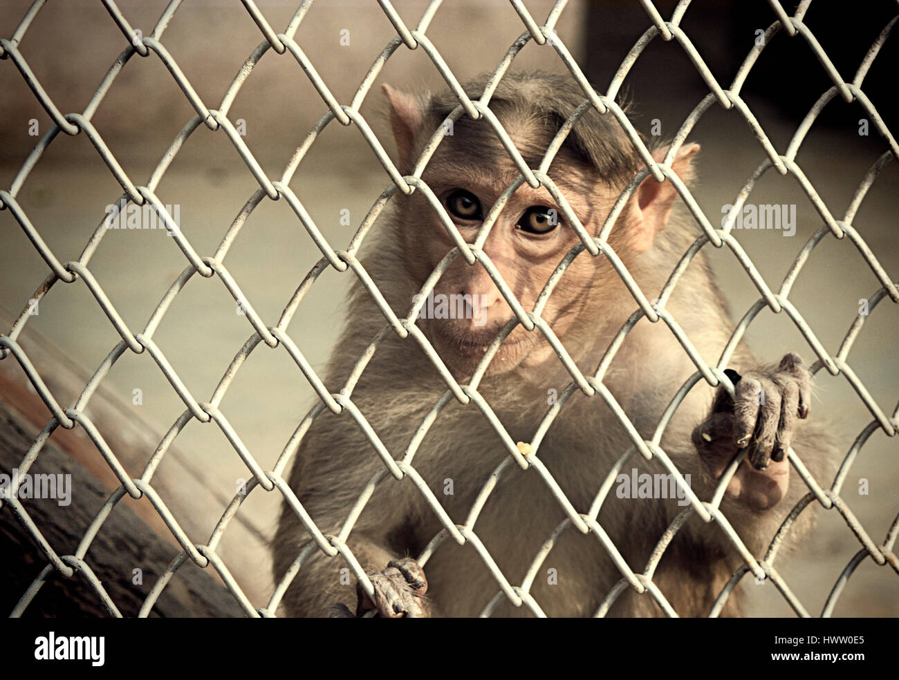 indian monkey wih sparky eyes inside the cage at zoo Stock Photo - Alamy