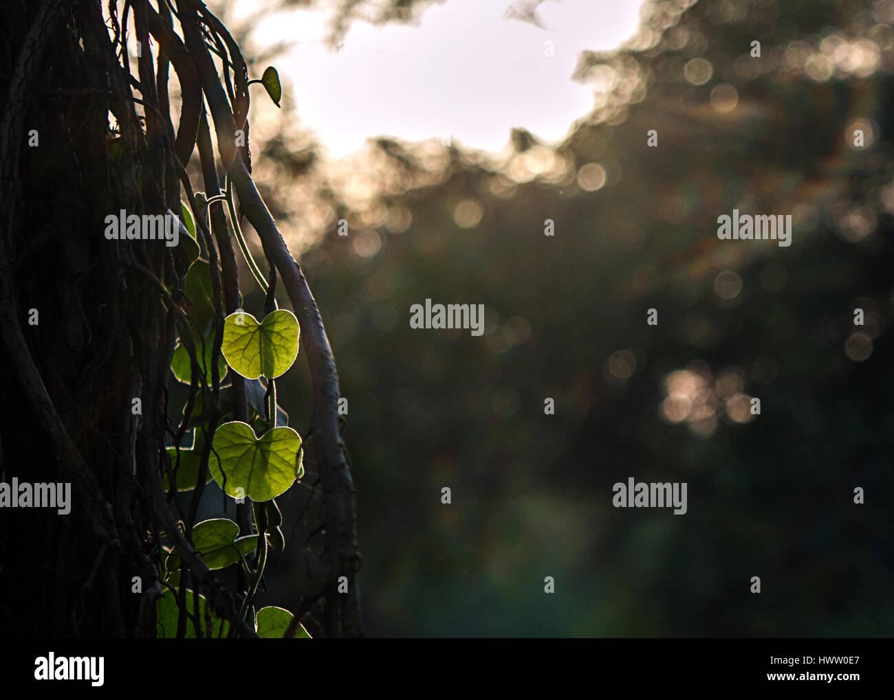 green leaves hanging on roots Stock Photo - Alamy