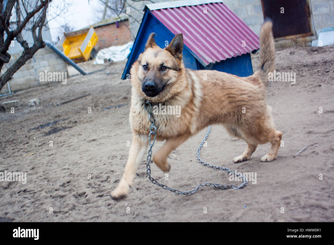 German Shepherd dog guarding the house and protects the host Stock ...