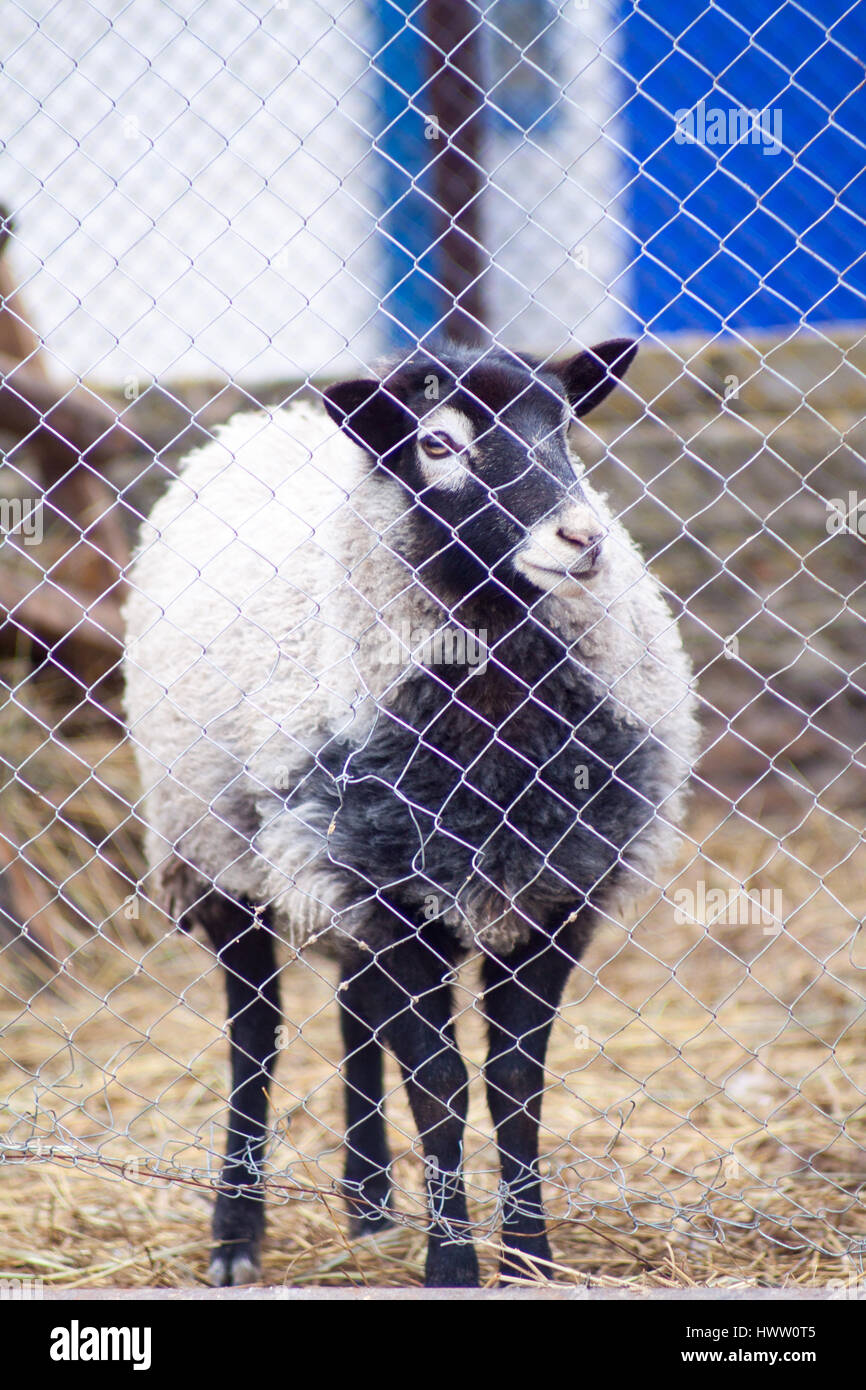 Romanov sheep breed in a pen at the home farm in Australia Stock Photo ...