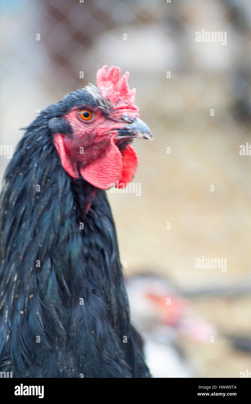 Beautiful cock for horoscope, rooster head as a symbol of the Chinese ...