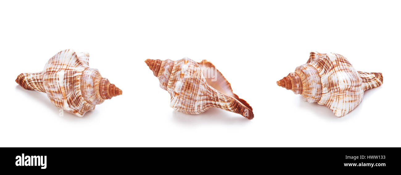 Collection of different sea conch shells in a row. Isolated on white ...