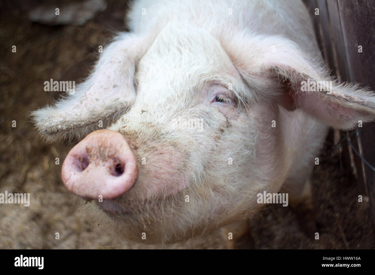 A large pig's head close-up on a pig farm Stock Photo - Alamy