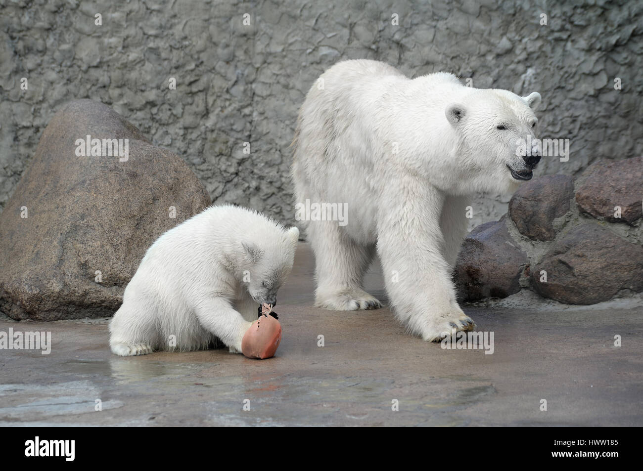 White polar bears family feed Stock Photo - Alamy