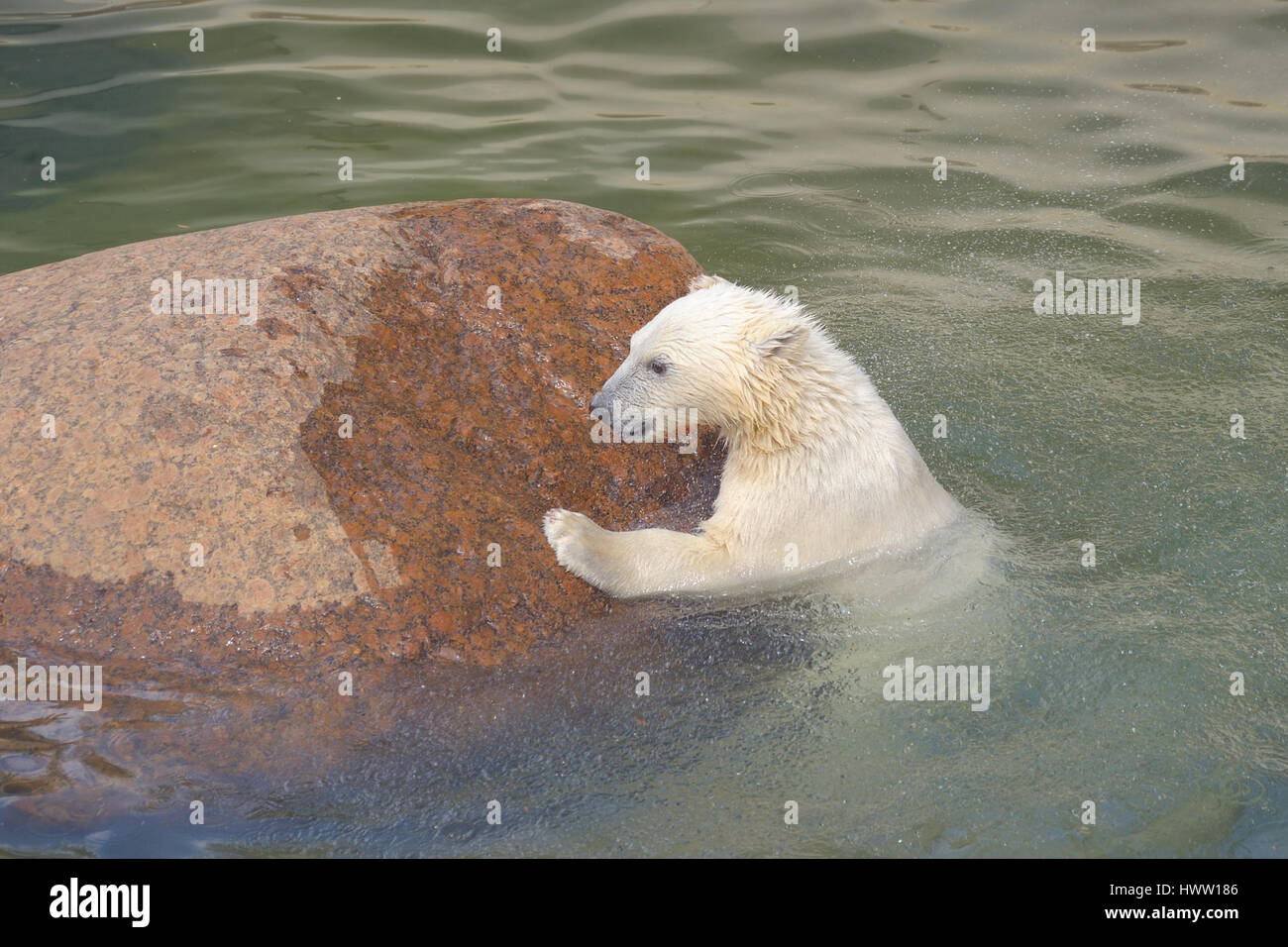 Baby Polar Bear Swimming