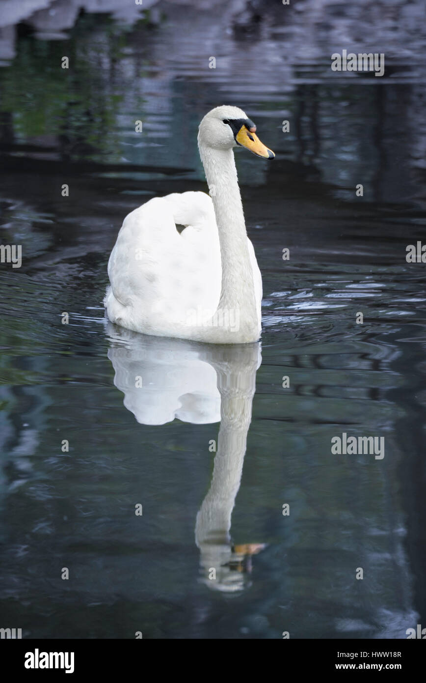 White swan in water Stock Photo - Alamy