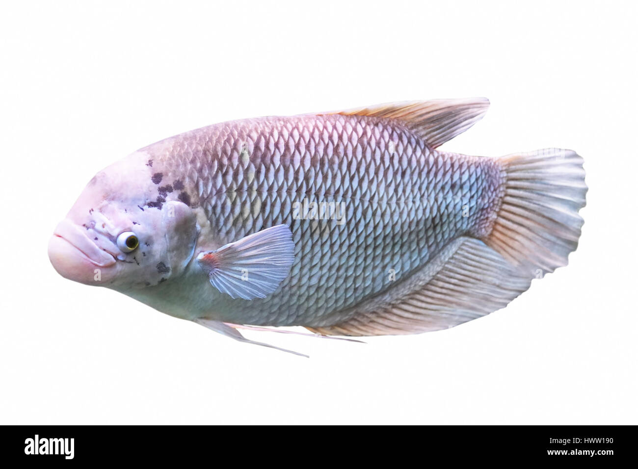 Fish isolated on white background Stock Photo - Alamy