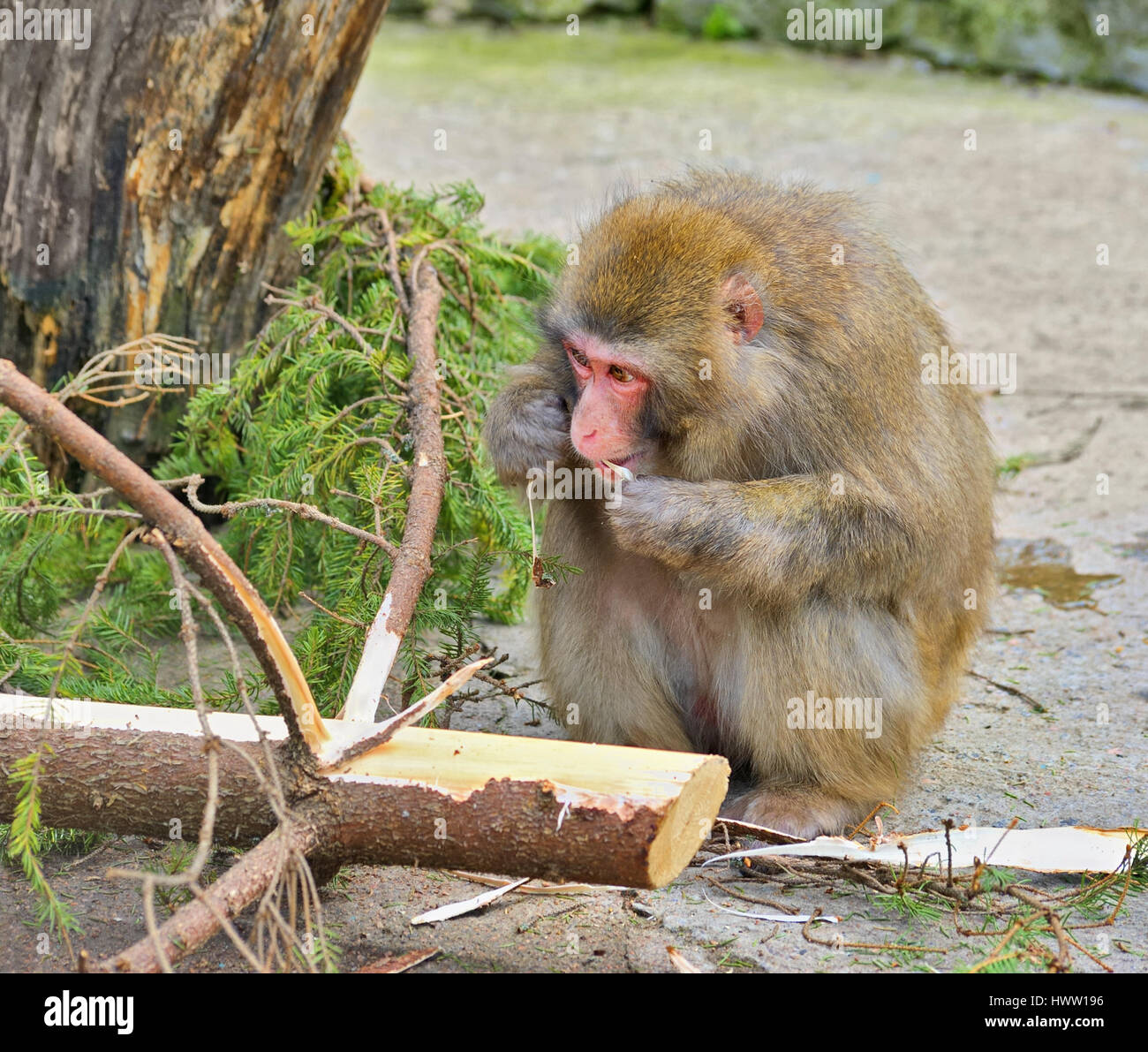 Baby japanese macaque eating hi-res stock photography and images - Alamy