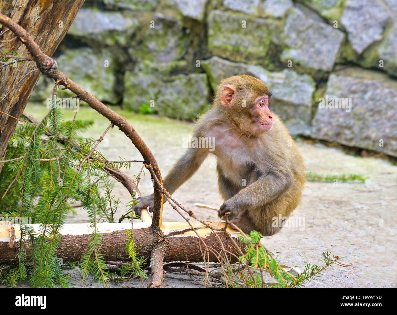 Monkey sit on conifer Stock Photo - Alamy