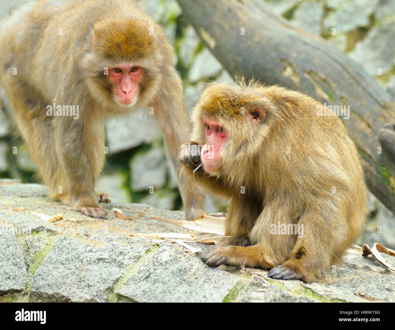 Two monkeys in wild nature Stock Photo - Alamy
