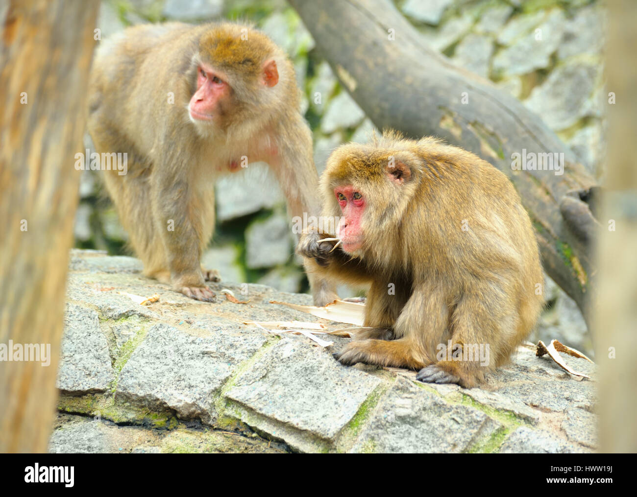Two monkeys in wild nature Stock Photo - Alamy
