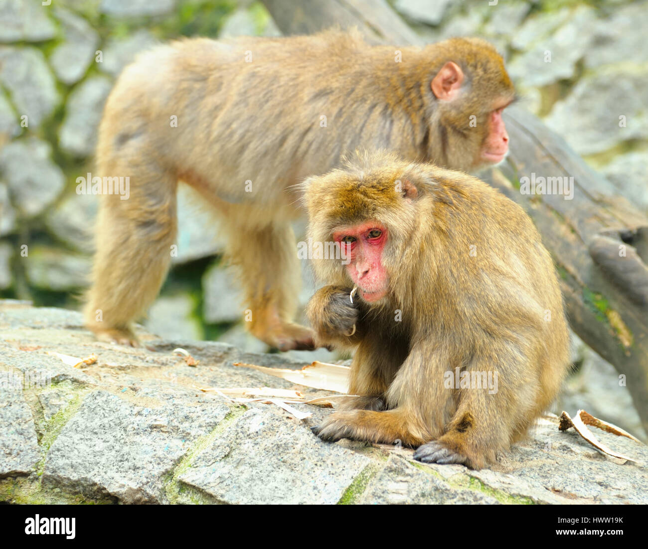 Two monkeys in wild nature Stock Photo - Alamy