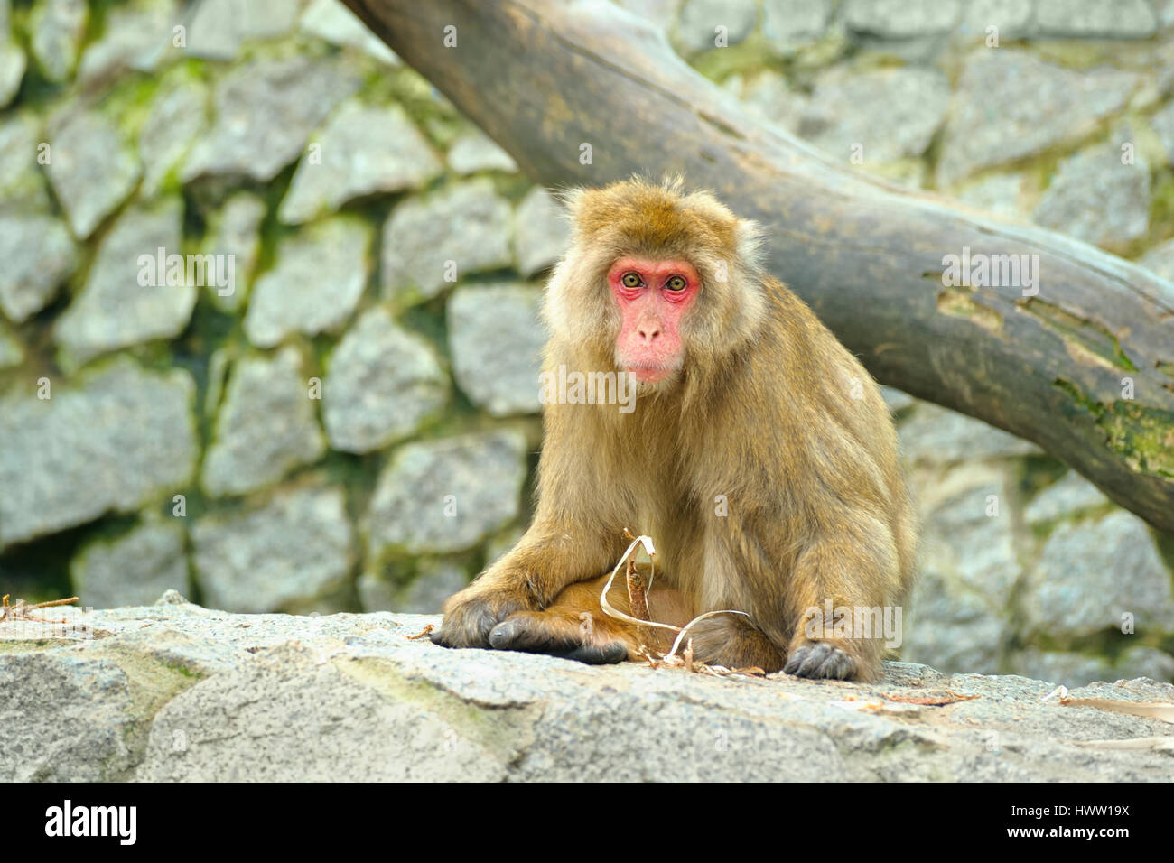 Sad monkey sitting on stones Stock Photo - Alamy