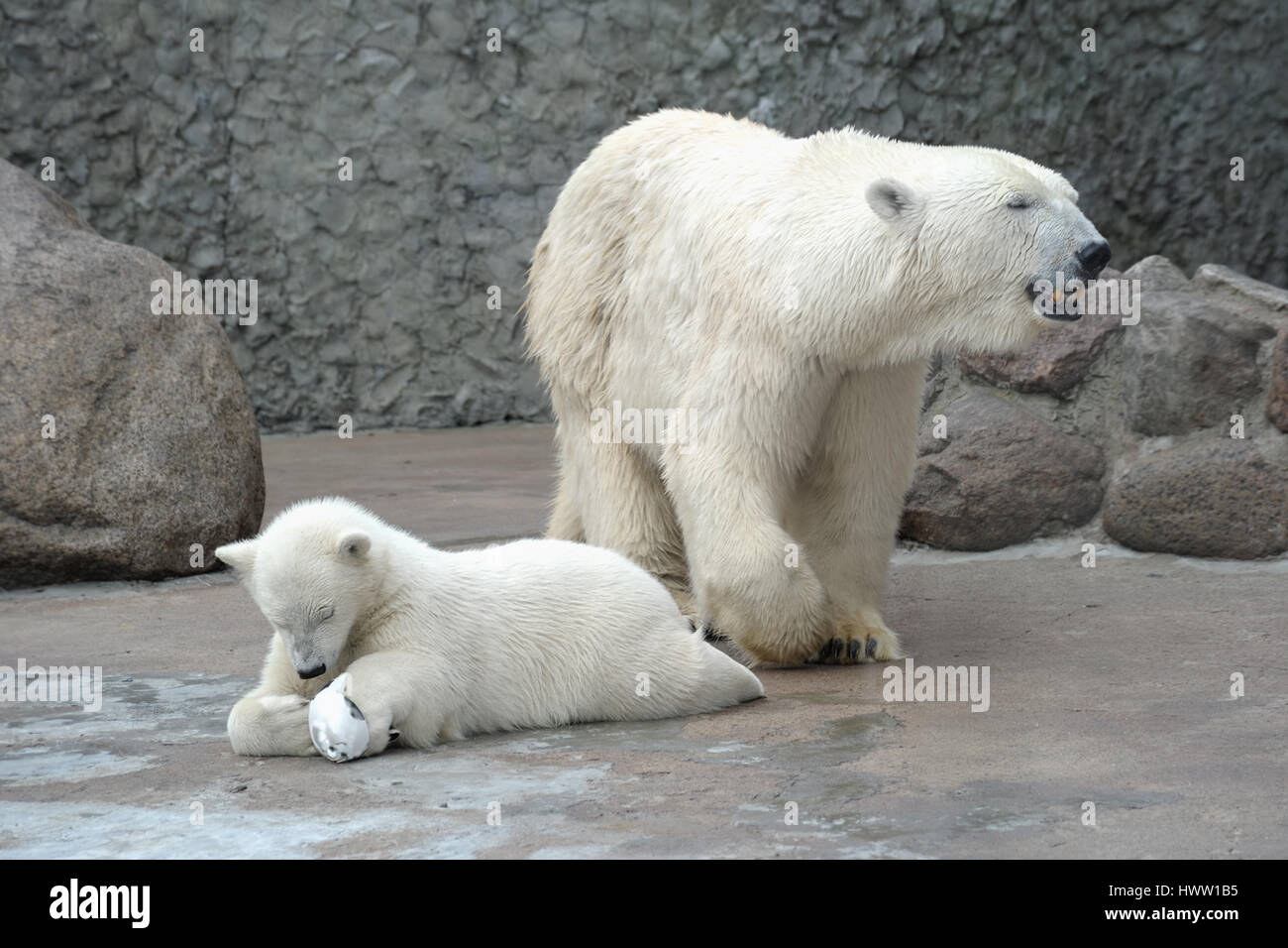 White polar bears family feed Stock Photo - Alamy