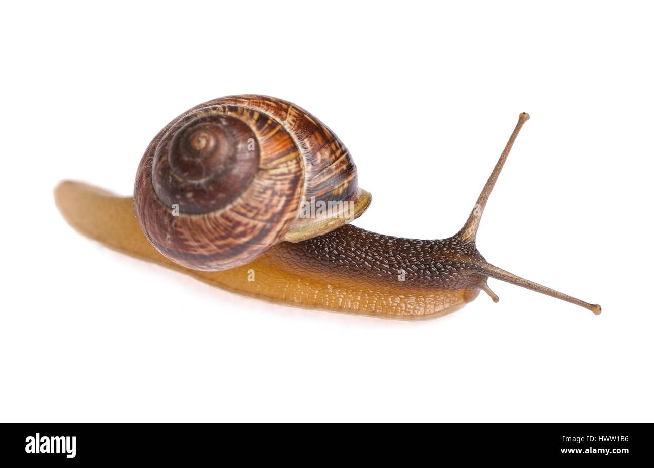 Snail isolated on white background Stock Photo - Alamy