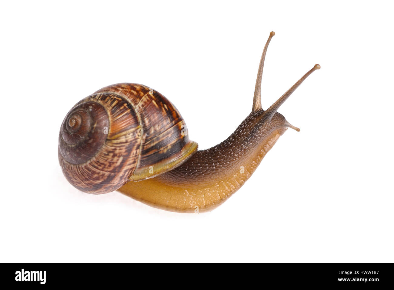 Snail isolated on white background Stock Photo - Alamy