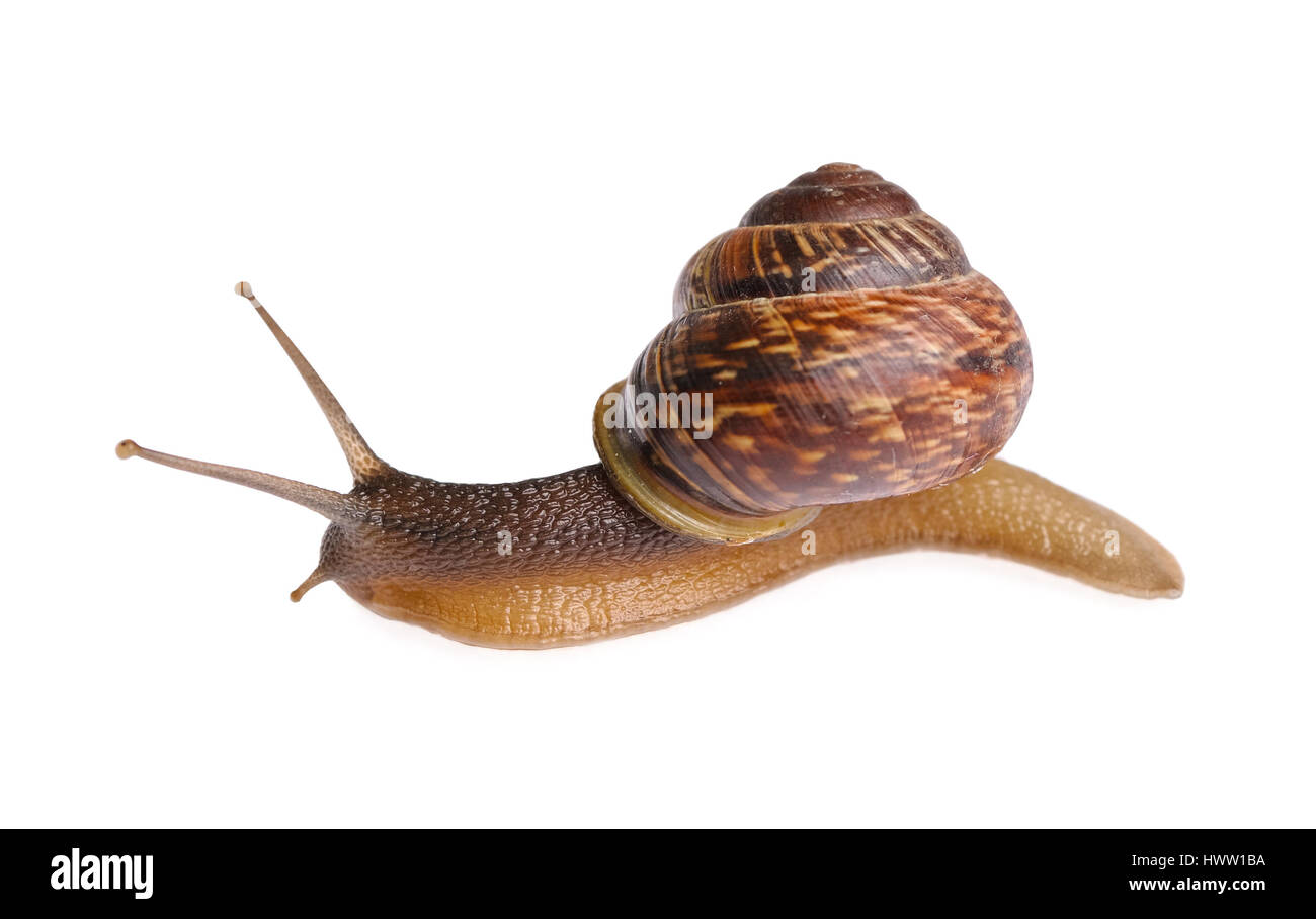 Snail isolated on white background Stock Photo - Alamy