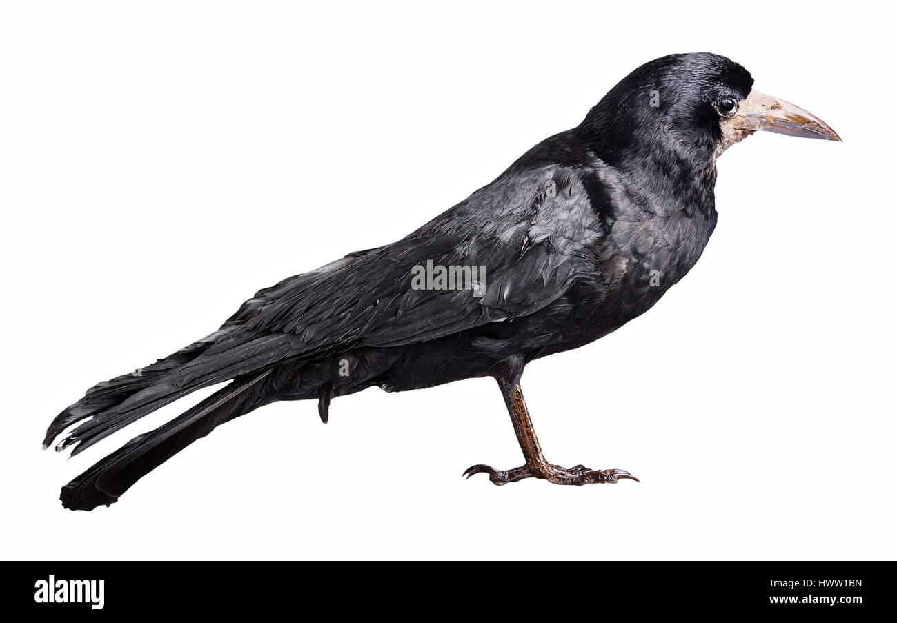 Black crow isolated on white background Stock Photo - Alamy