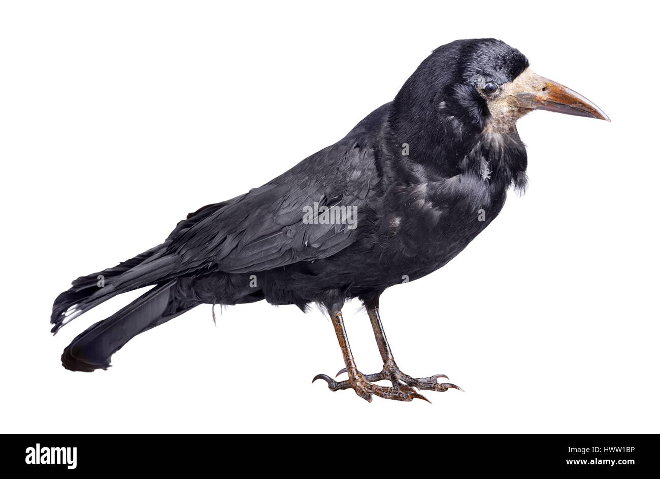 Closeup black crow on Cut Out Stock Images & Pictures - Alamy