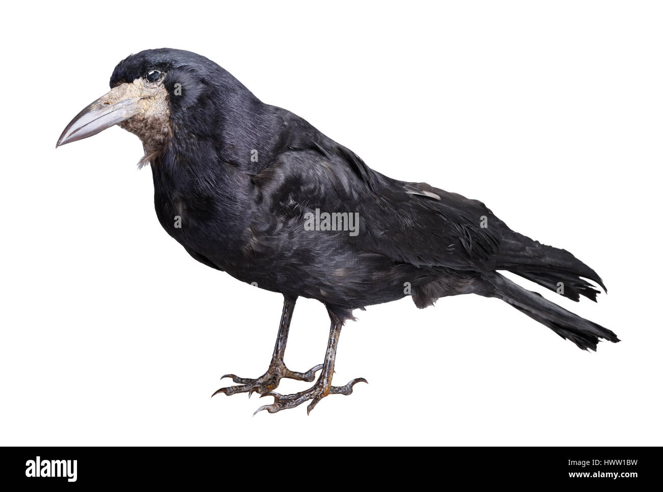 Black crow isolated on white backround Stock Photo - Alamy