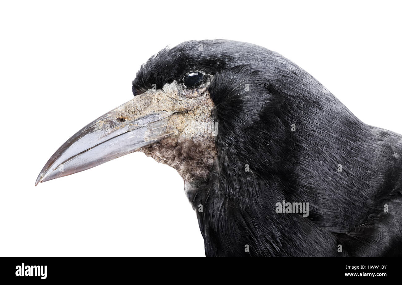Head of black crow isolated on white Stock Photo - Alamy