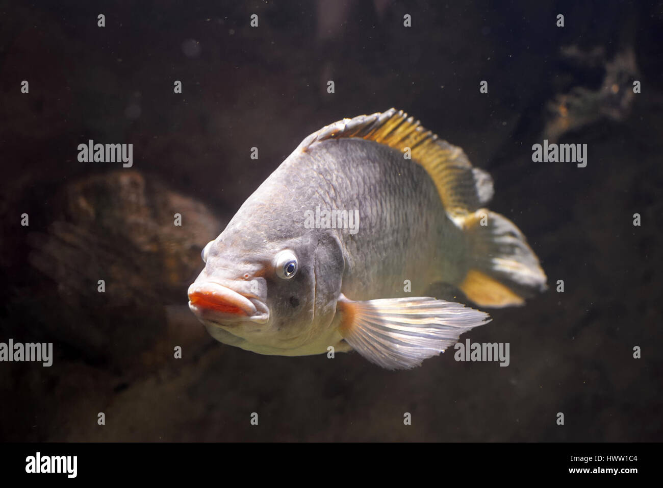 Big fish in the deep water Stock Photo - Alamy