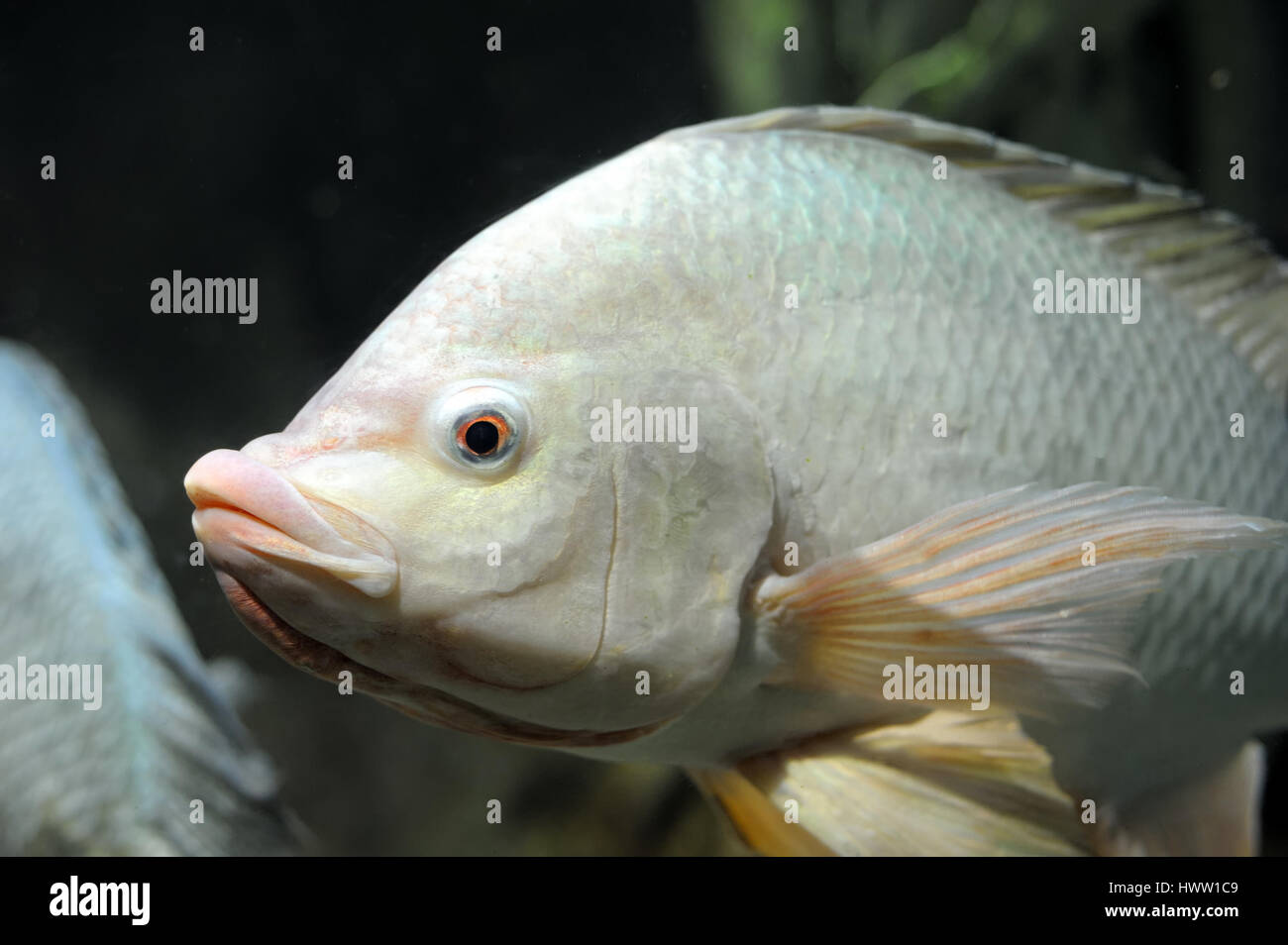 Fish in the deep water Stock Photo - Alamy