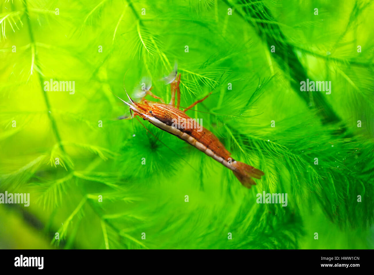 Prawn in the deep water Stock Photo - Alamy