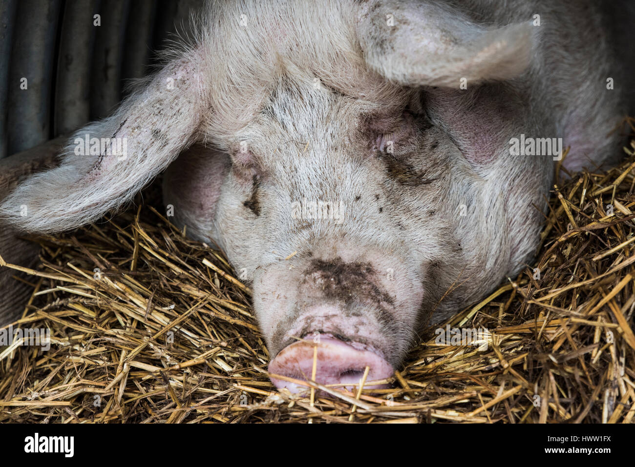 A pig is sleeping in its pig house at an animal sanctuary in Kent Stock ...