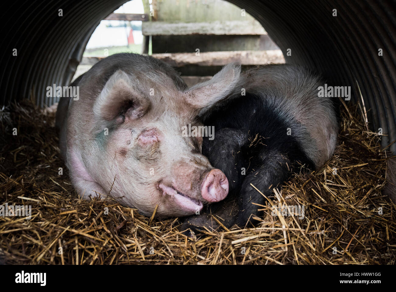 A pig is sleeping in its pig house at an animal sanctuary in Kent Stock ...