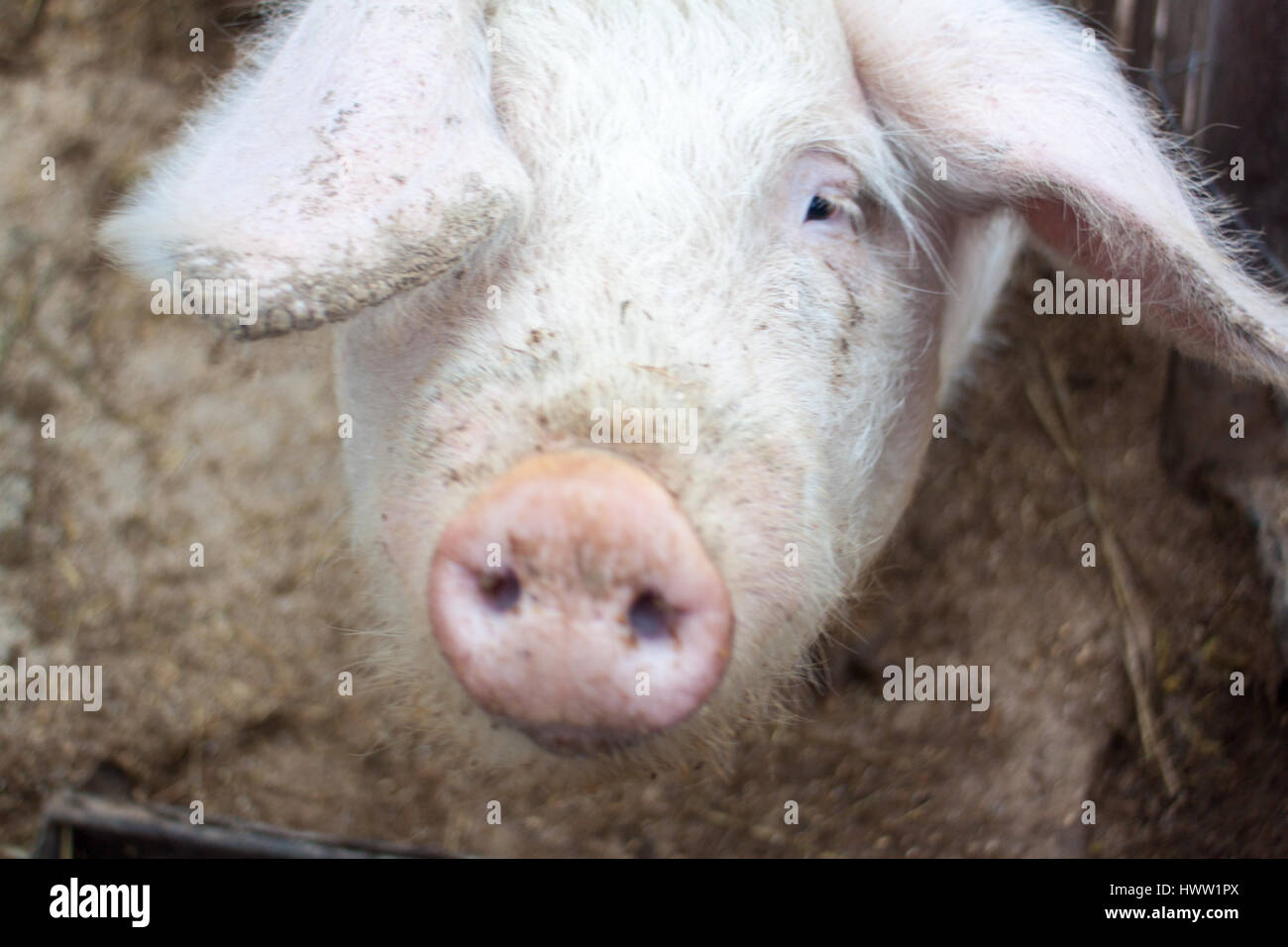 A large pig's head close-up on a pig farm Stock Photo - Alamy
