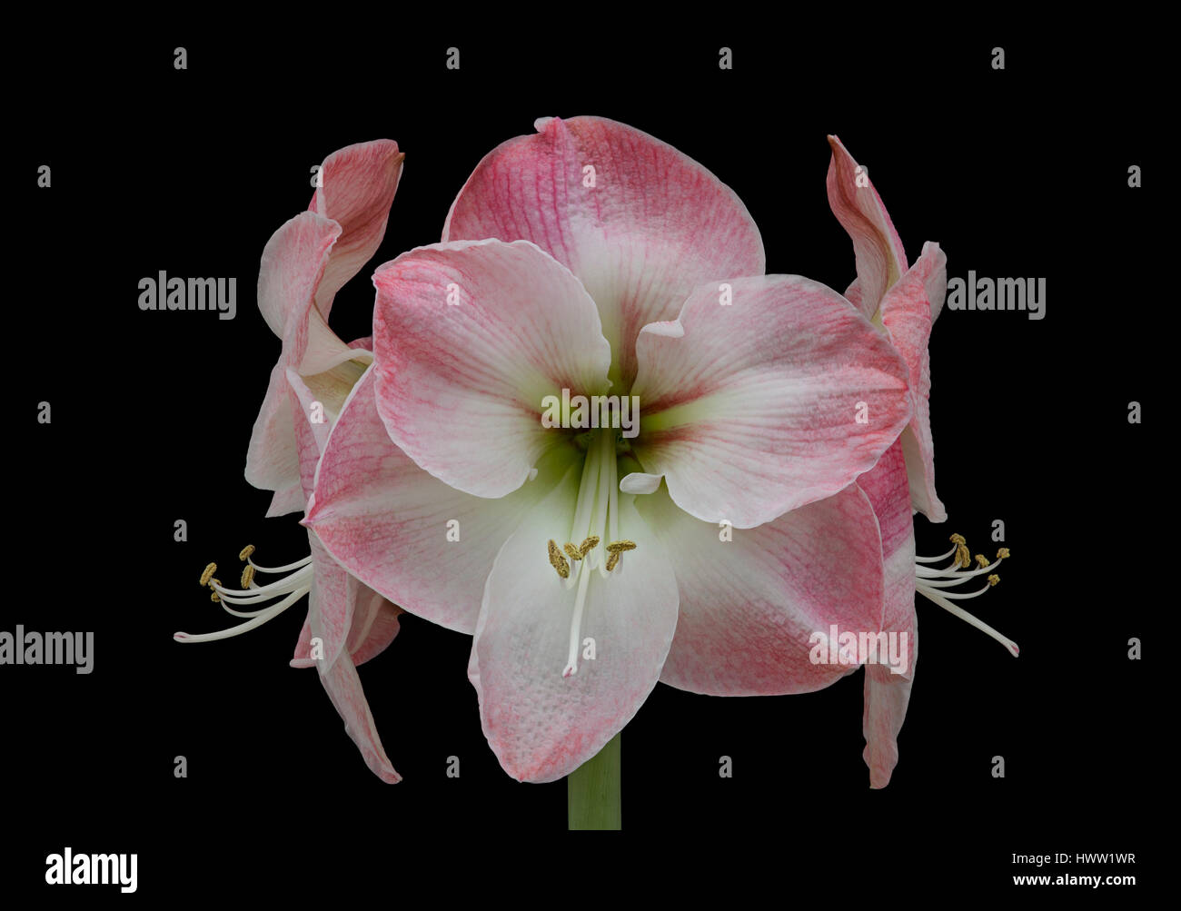 Flowering open blooms hi-res stock photography and images - Alamy