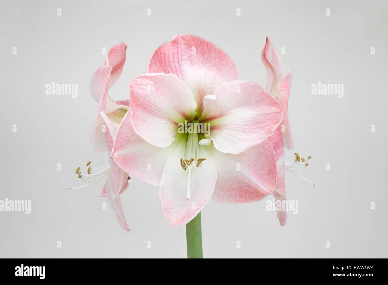 Flowering open blooms hi-res stock photography and images - Alamy