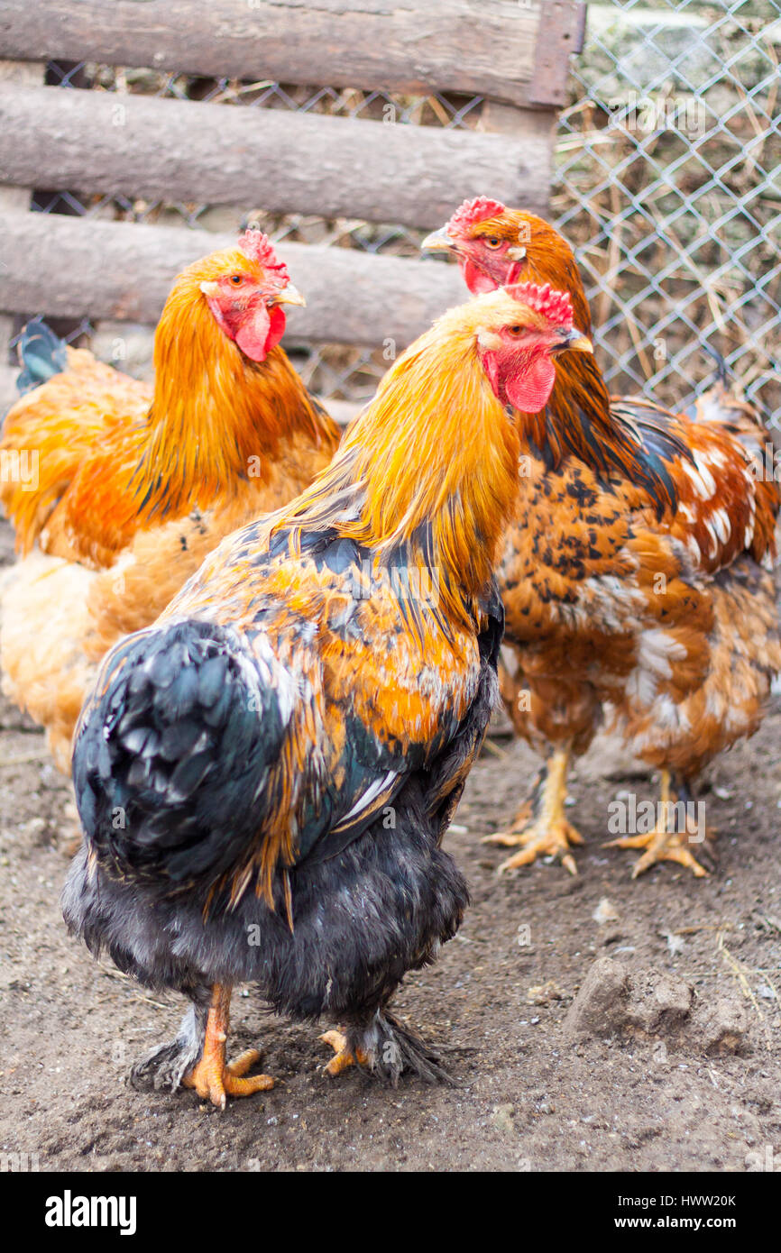 Beautiful cock for horoscope, rooster head as a symbol of the Chinese ...