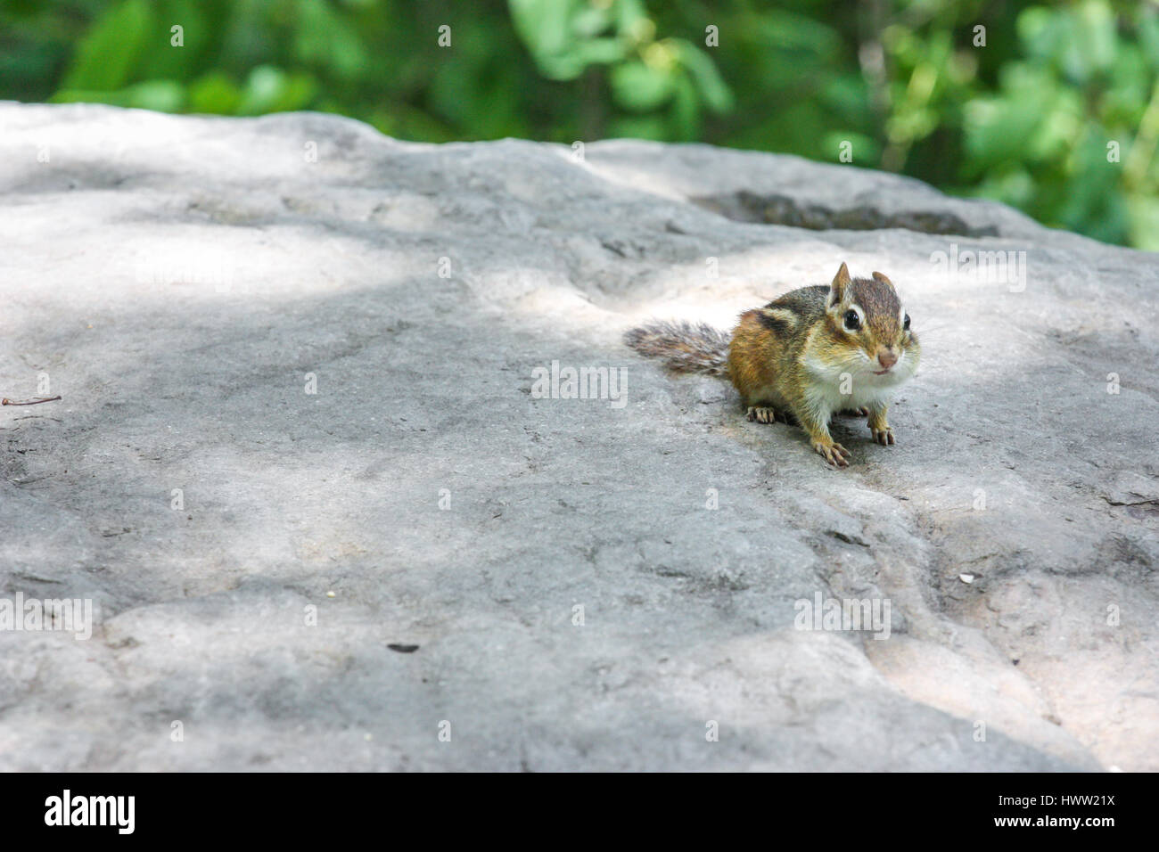 small squirrel on a rock Stock Photo - Alamy